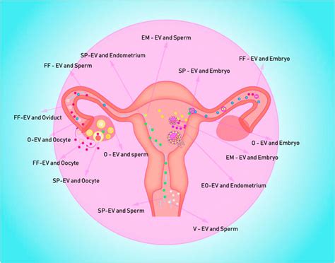 Frontiers Messenger Roles Of Extracellular Vesicles During