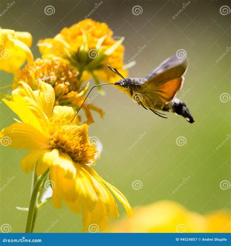 Sphingidae Known As Bee Hawk Moth Enjoying The Nectar Of A Yellow
