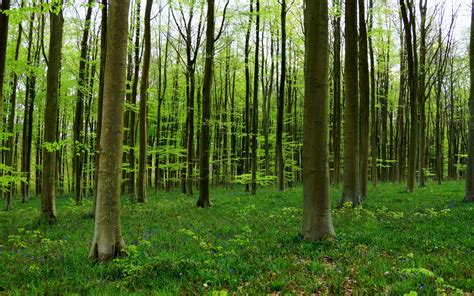 Wallpaper Trees Forest Wallpapersafari