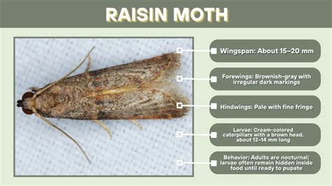 6 Types Of Pantry Moths Identification With Pictures