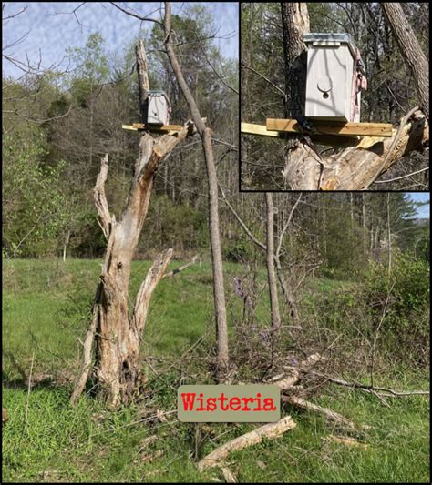 Which Swarm Box Will Catch The First Swarm Of Bees