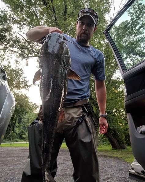 Flathead Catfish Bait