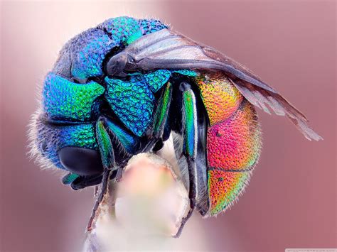 Bug Wallpapers 4k Hd Bug Backgrounds On Wallpaperbat