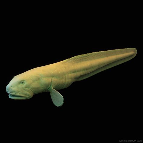 Dirk Wachsmuth Biolum Zoarcid