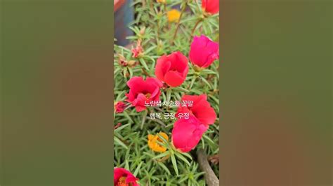 채송화 채송화채송화꽃말 Youtube