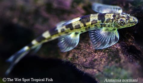 Annamia Normani Tropical Freshwater Fish For Sale Online