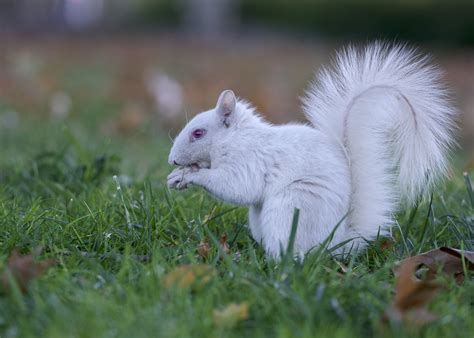 Albino White Squirrels Rare White Squirrel Photographed Near