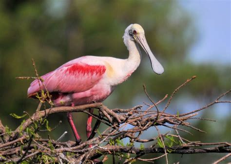 Roseate Spoonbill Birds Distinctive And Fascinating