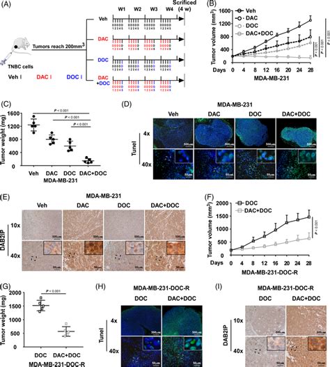 Decitabine Inhibits Dab2ip Methylation And Improves The Response To Download Scientific Diagram