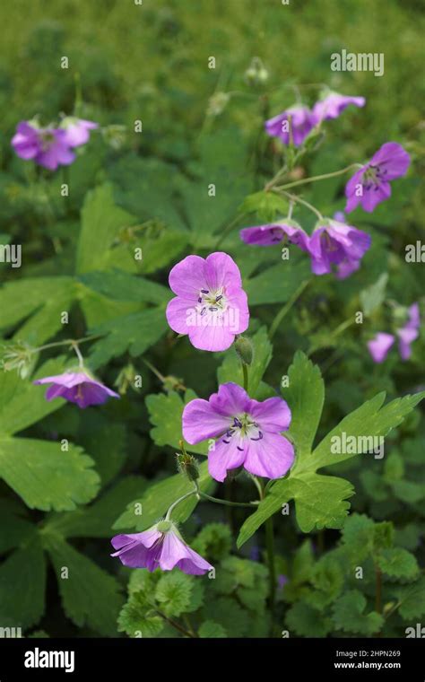 Wild Geranium Geranium Maculatum Called Spotted Geranium And Wood