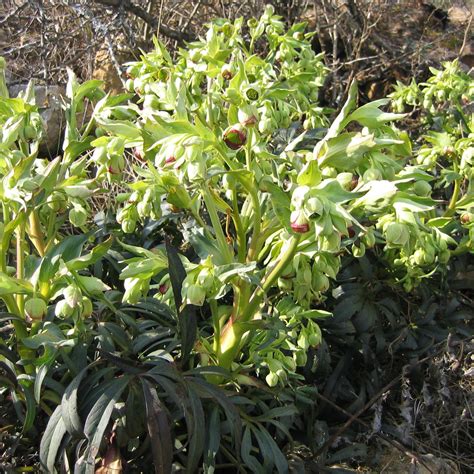 Helleborus Foetidus Ballyrobert Gardens