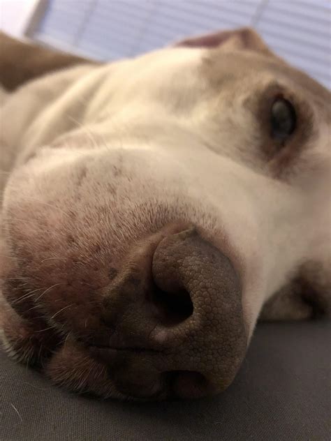 Rare Girl Featuring Booper Close Up R Rarepuppers