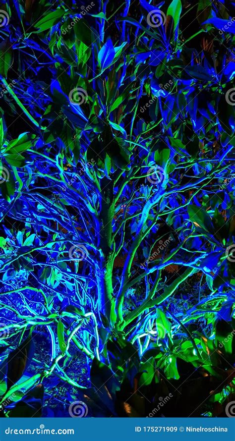 Abstract Background Of Illuminated Tree Branches Glowing By Blue And