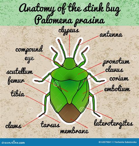 Insect Anatomy Shield Bug Stock Vector Illustration Of Green 63079841