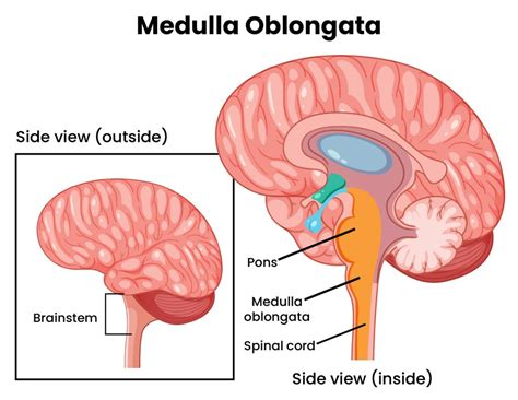 Medulla Oblongata Diagram Anatomy Parts And Functions