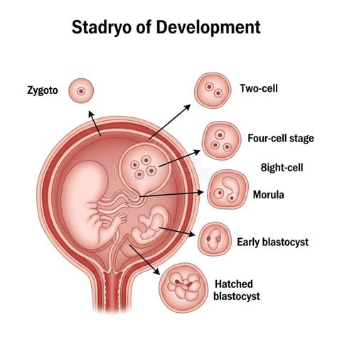 Cell Eight Cell Morula Early Blastocyst And Hatched Blastocyst Central