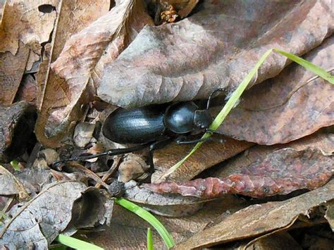 A Bug Close To The Newt