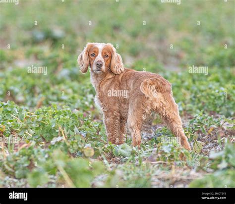 Do Cocker Spaniels Get Their Tails Docked