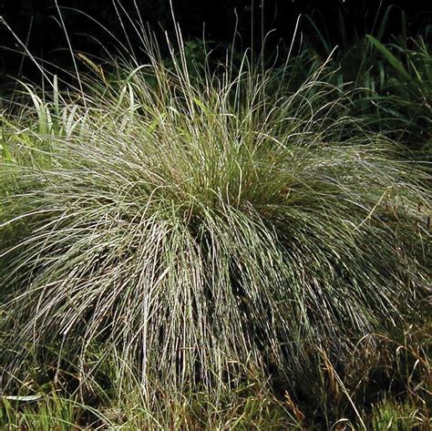 Deer Muhly Grass Muhlenbergia Rigens 1 Gallon Fully Rooted Live Plant Etsy