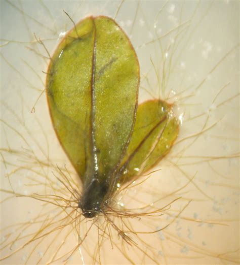 Rhizomnium Glabrescens Introduction To Bryophytes