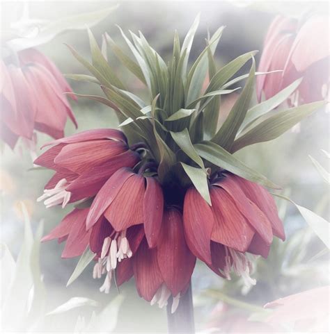 Świat Poezji Poezja Leczy Rany Jakie Zadaje Rozum Novalis Cz Ii Halina Birenbaum