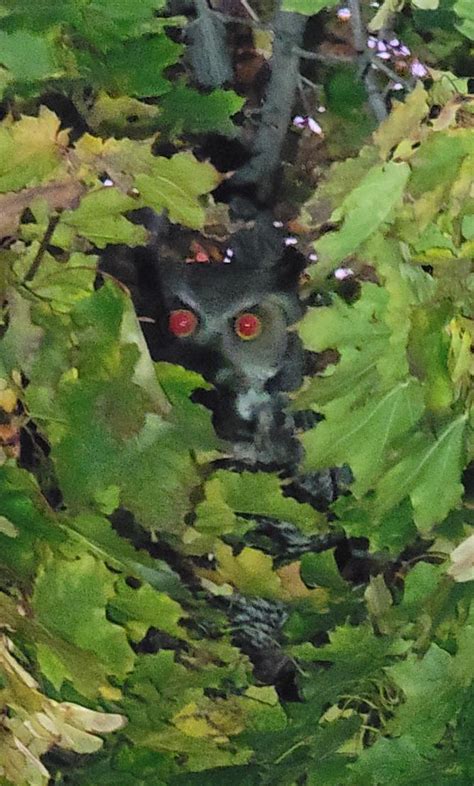 Evil Owl Blank Template Imgflip