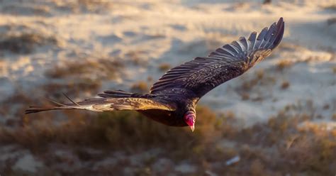 Hailee Cobb Turkey Vulture Off The Coast Of San Diego 🦃 Turkey