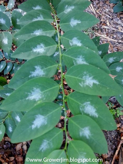 Garden Adventures Katuk Sauropus Androgynus