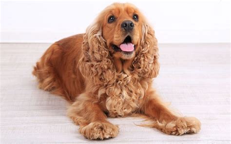 Cocker Spaniel Breed Characteristics Personality And More