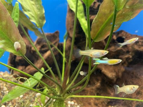 Japan Blue Double Swordtail Guppy Trio Ended