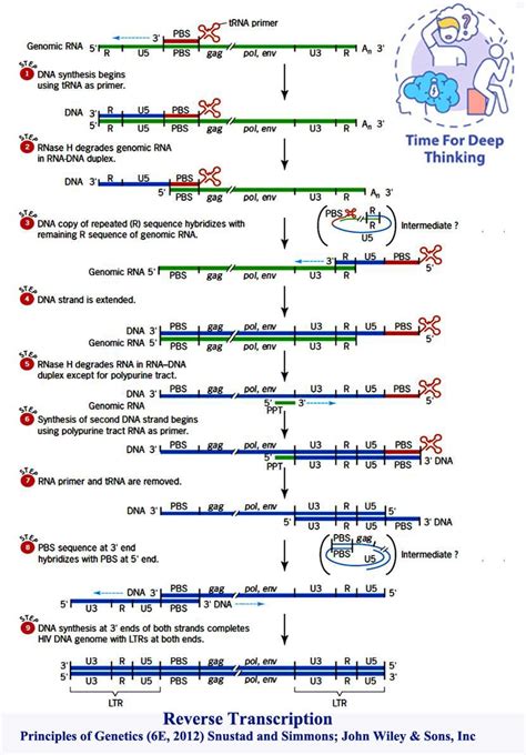 Mcqs On Reverse Transcription Biotech Mcq