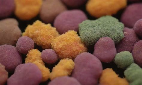 Descomponedores Tipos Ejemplos Y Función En La Naturaleza