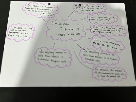 Solution Similarities And Differences Between Mitosis And Meiosis