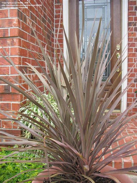 Plantfiles Pictures Cordyline Cabbage Palm Cabbage Tree Ti Kouka