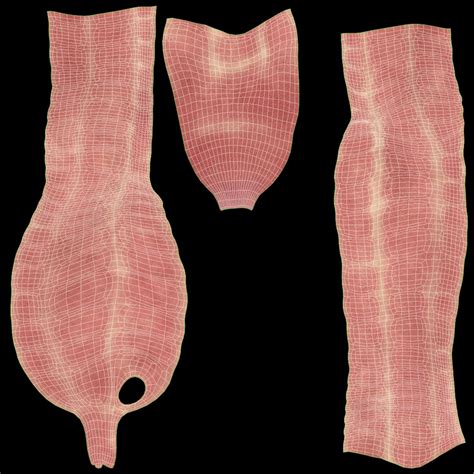 Human Digestive System 3d Model Turbosquid 2190415