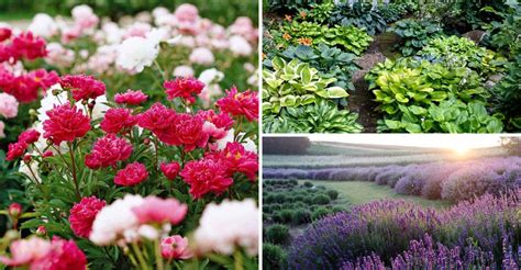 17 Perennial Plants Have This Secret Survival Trait Beginners Love