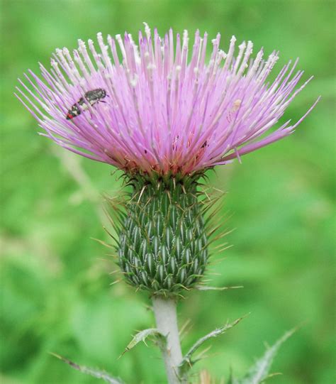 Thistles Prickly Weed Or Precious Resource La Vida