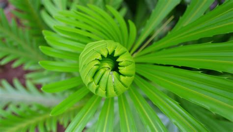 Cycad Leaf Morphology And Function Adaptations And Ecology