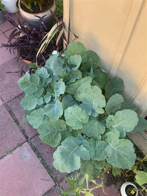I Think I Planted Mini Broccoli What Now R Gardening