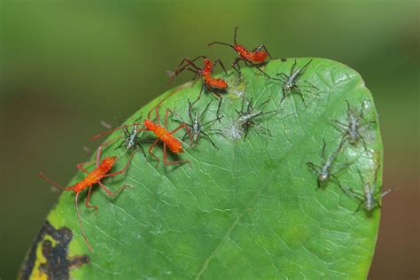 Assassin Bug Nymphs Macro Close Up Critiques Nature Photographers Network