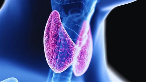 Nourish Your Thyroid Expert Reveals Key Nutrients For Optimal Thyroid