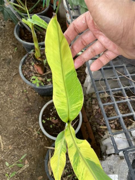 Bg กล้วยด่าง Bg กล้วยด่าง ไม้ด่างและพันธ์ไม้การเกษตร