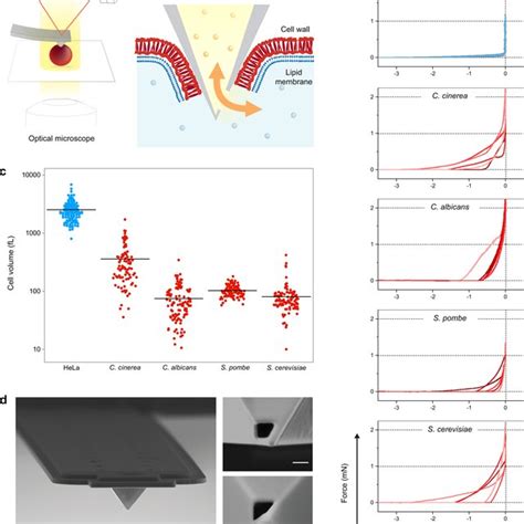 Julia A Vorholts Research Works Eth Zurich Zürich Eth Zürich And