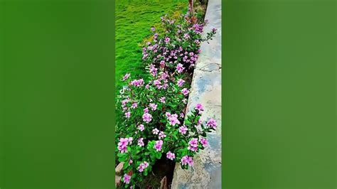 خوبصورت پھول Youtube