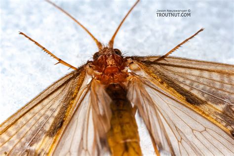 Female Neophylax Autumn Mottled Sedge Caddisfly Adult Pictures
