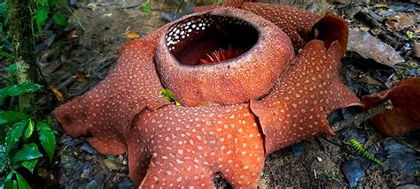 7 Of The Worlds Ugliest Flowers