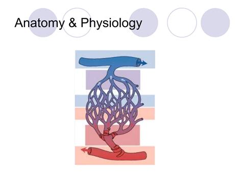 Definition Of Phlebotomy And Its Significance In Medical Sciences Ppt