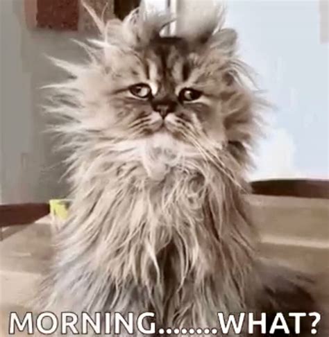 Bad Hair Day Funny Animals Funny Animal Videos Cute Animal Memes