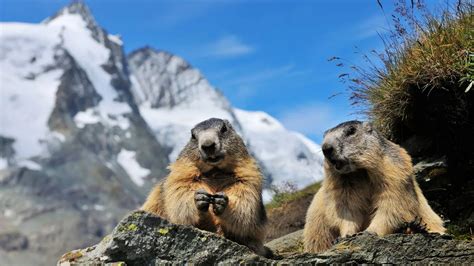 Alpine Marmots Hohe Tauern National Park Austria Alpine Marmots