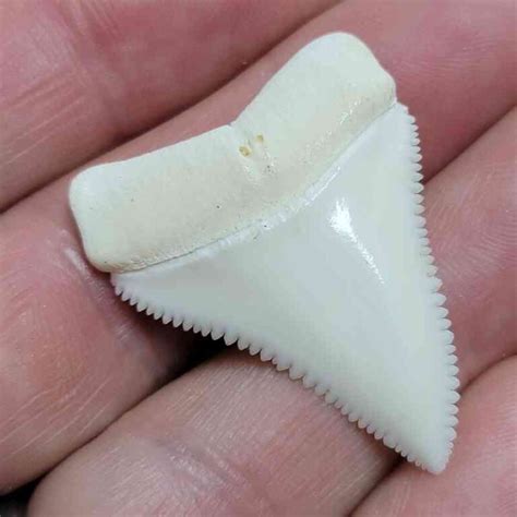 Modern Great White Shark Tooth Mgw33 Jtssharksteethcom